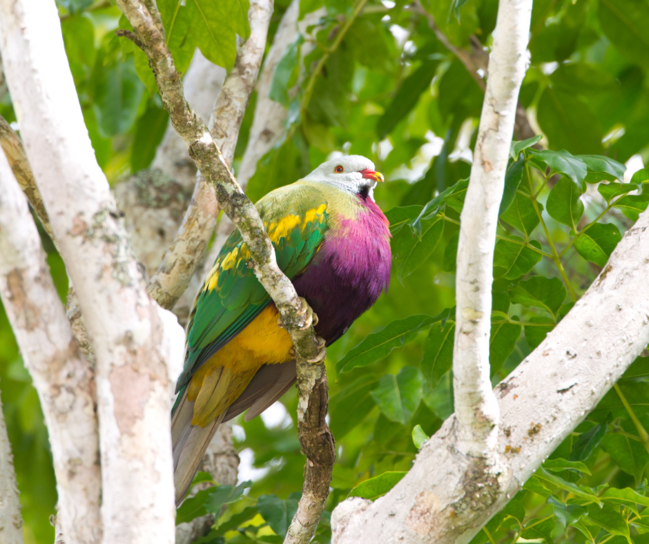 Wompoo fruit-dove - Rainforest Rangers