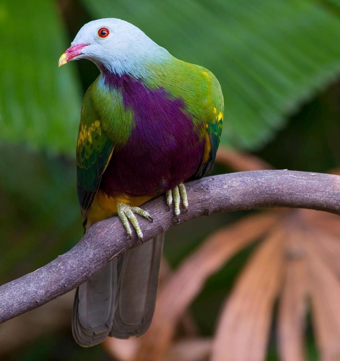 Wompoo fruit-dove - Rainforest Rangers
