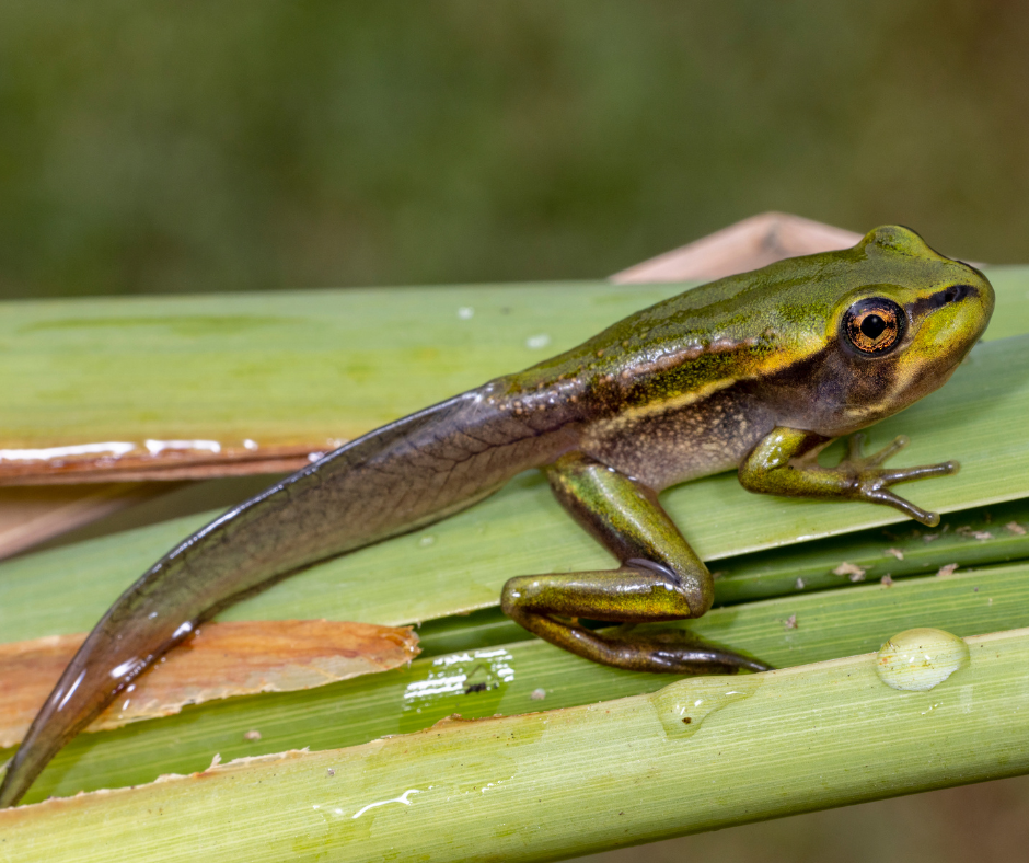Green and Golden Bell Frog - Rainforest Rangers