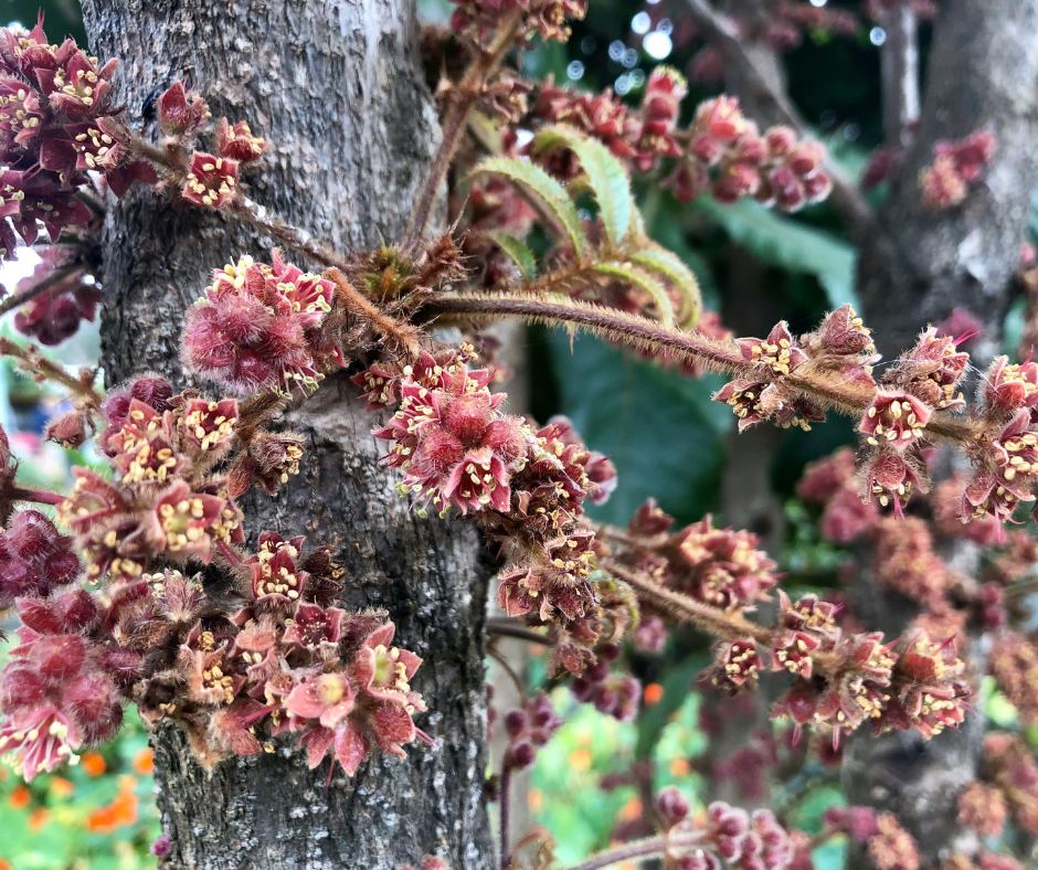 Davidson's Plum - Rainforest Rangers