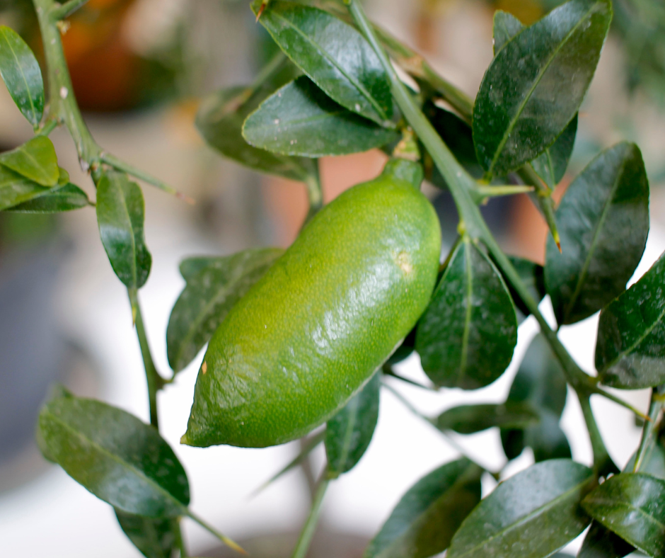 Finger Lime - Rainforest Rangers