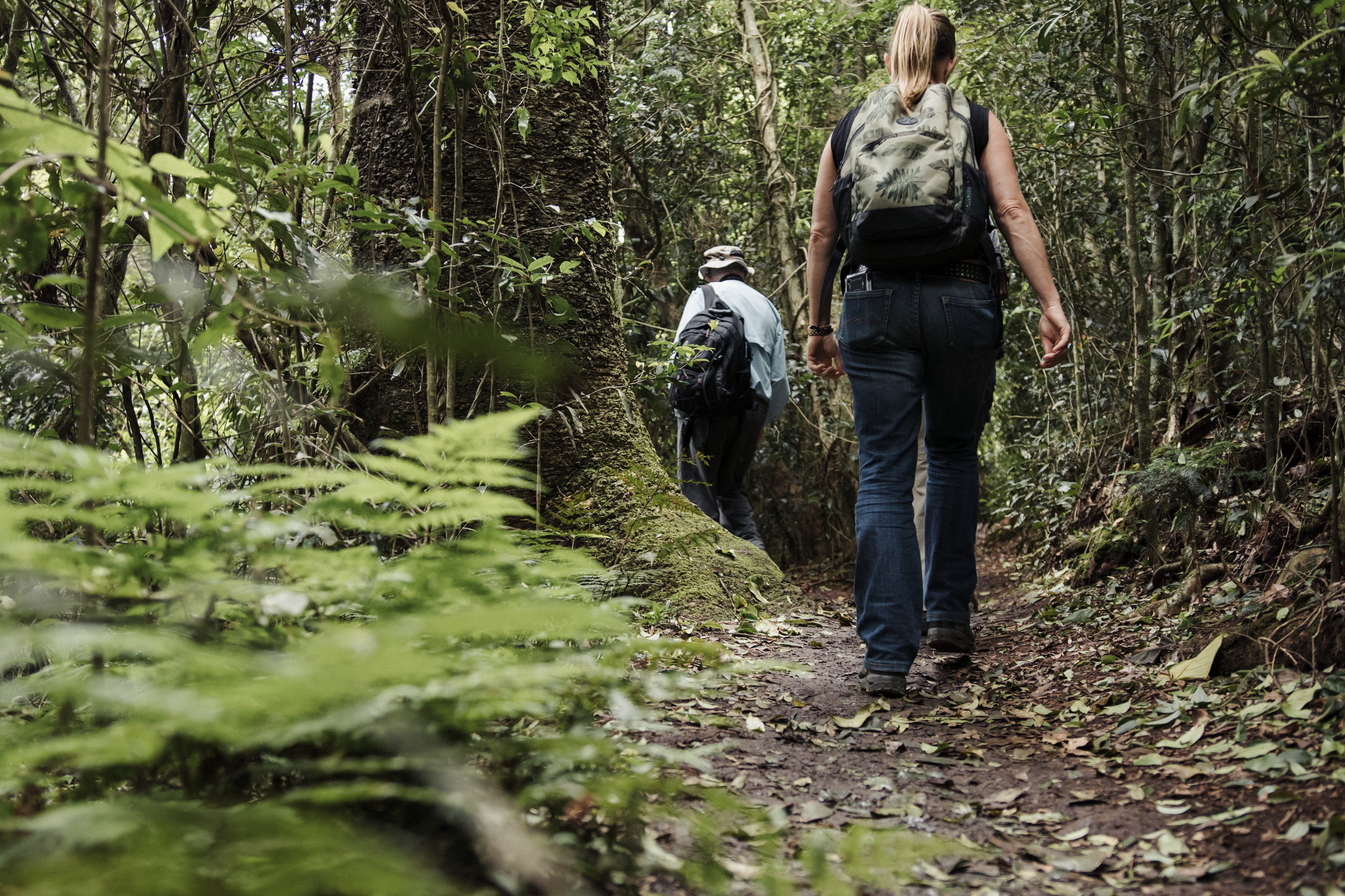 Gondwana Rainforest Challenge a great success