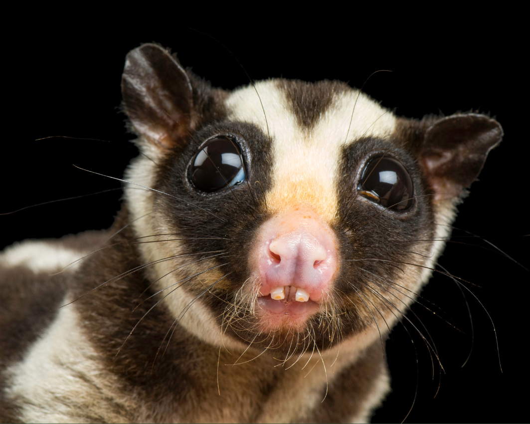 Striped Possum - Save the Daintree