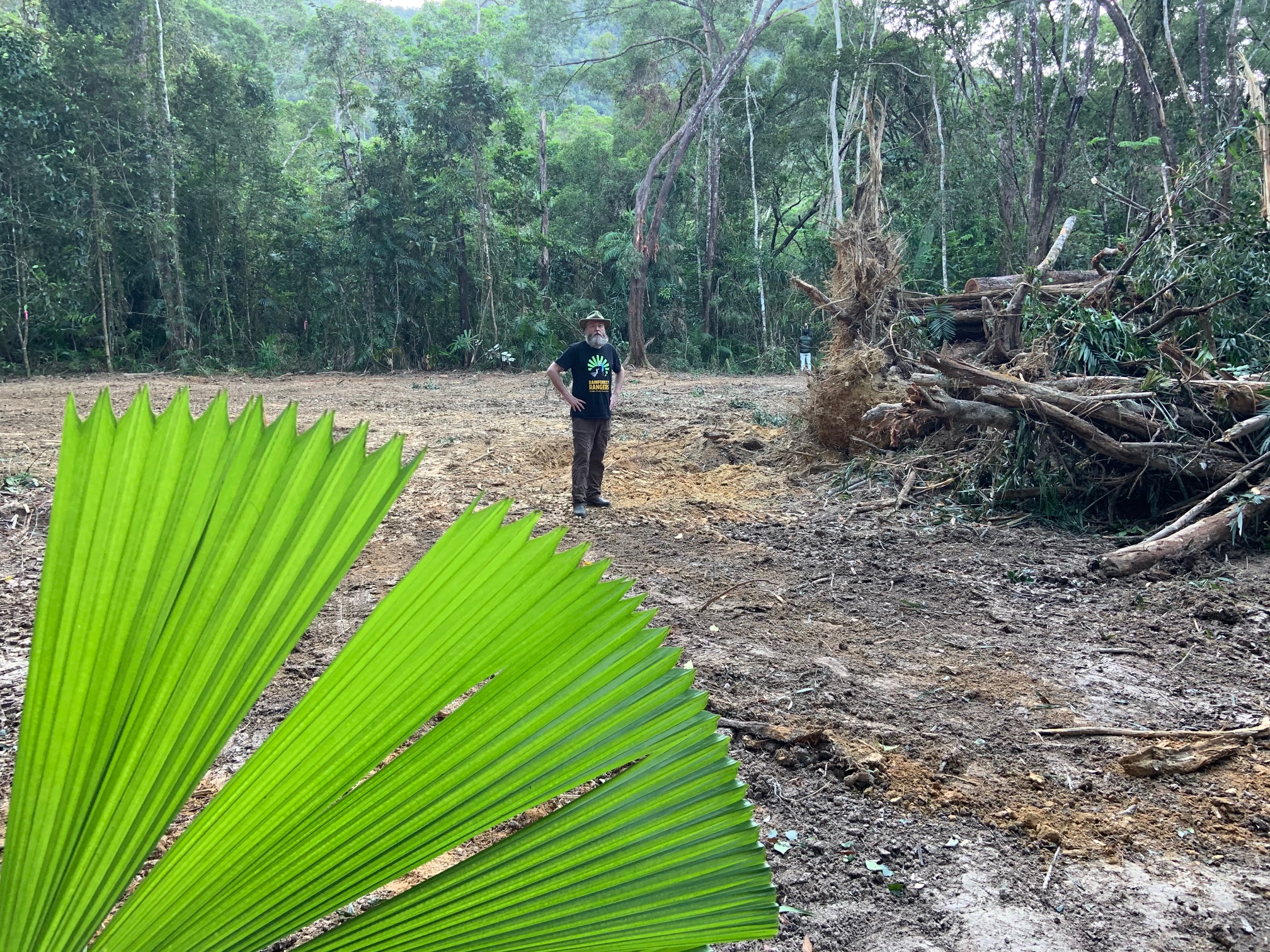 Land Clearing in the Daintree Must be Stopped - Rainforest 4
