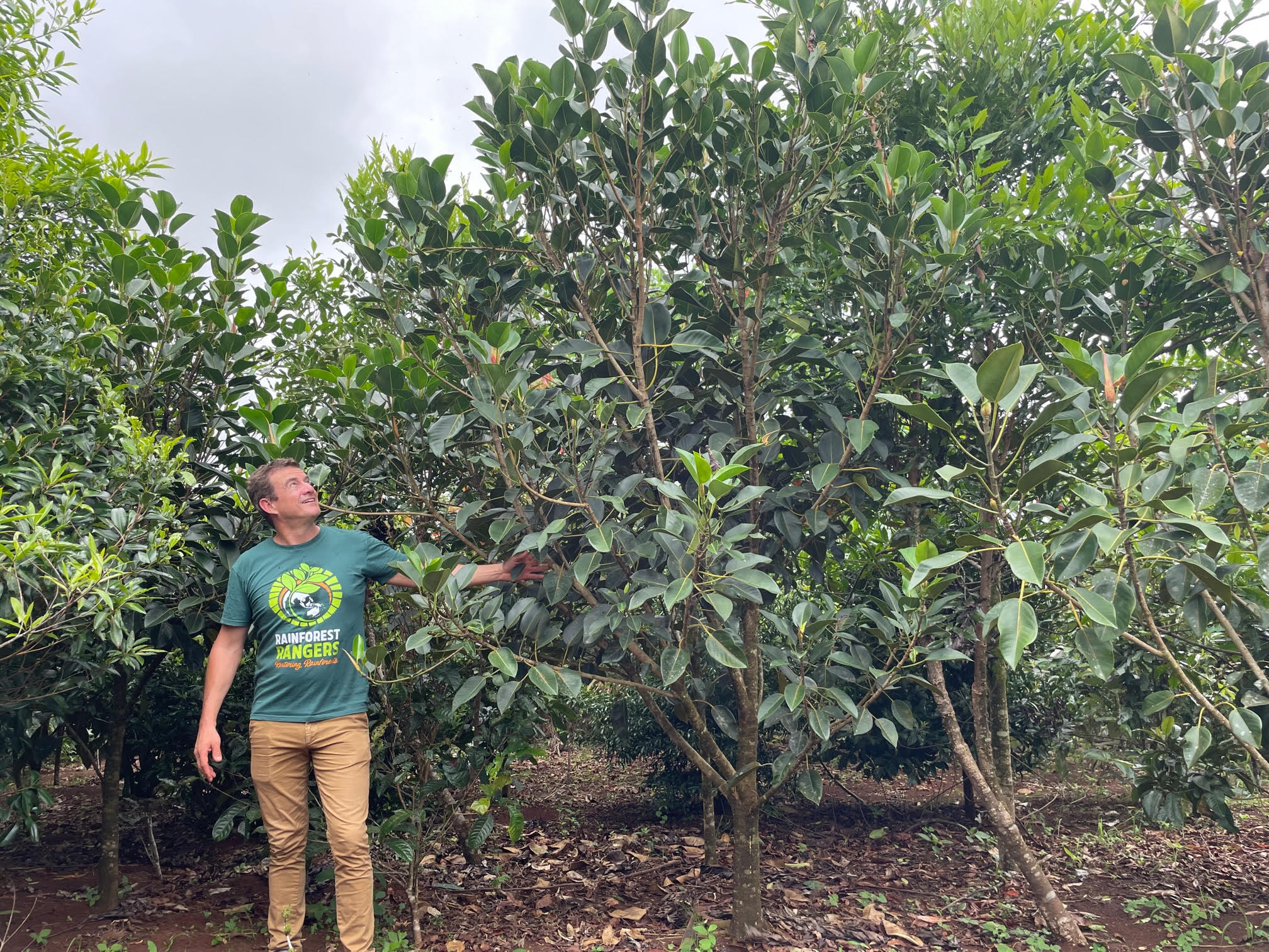 $1 per Tree - Rainforest Rangers