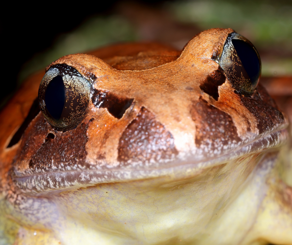 Fleay's barred frog - Rainforest Rangers