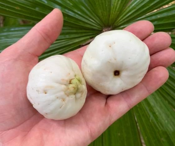 Daintree Satinash - Save the Daintree