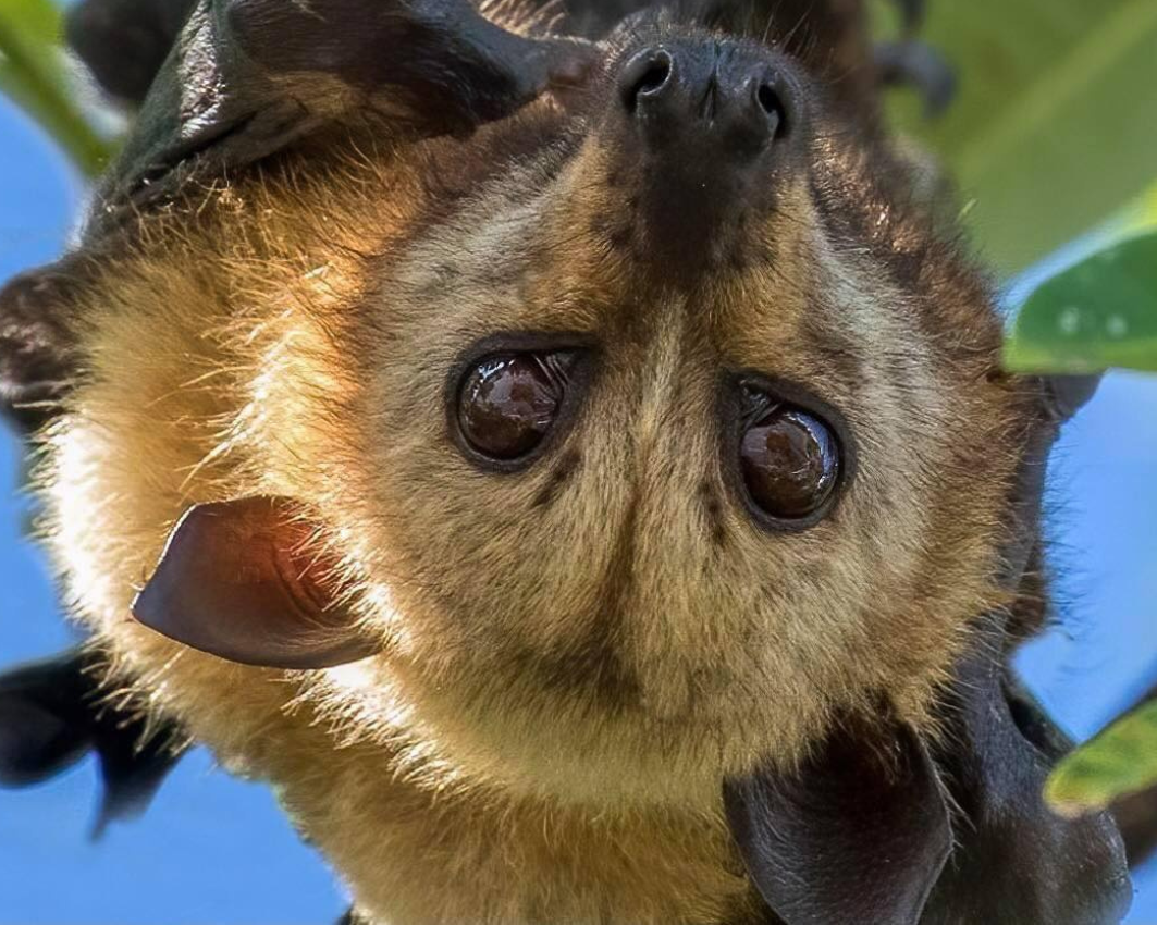 Spectacled Flying-fox - Save the Daintree