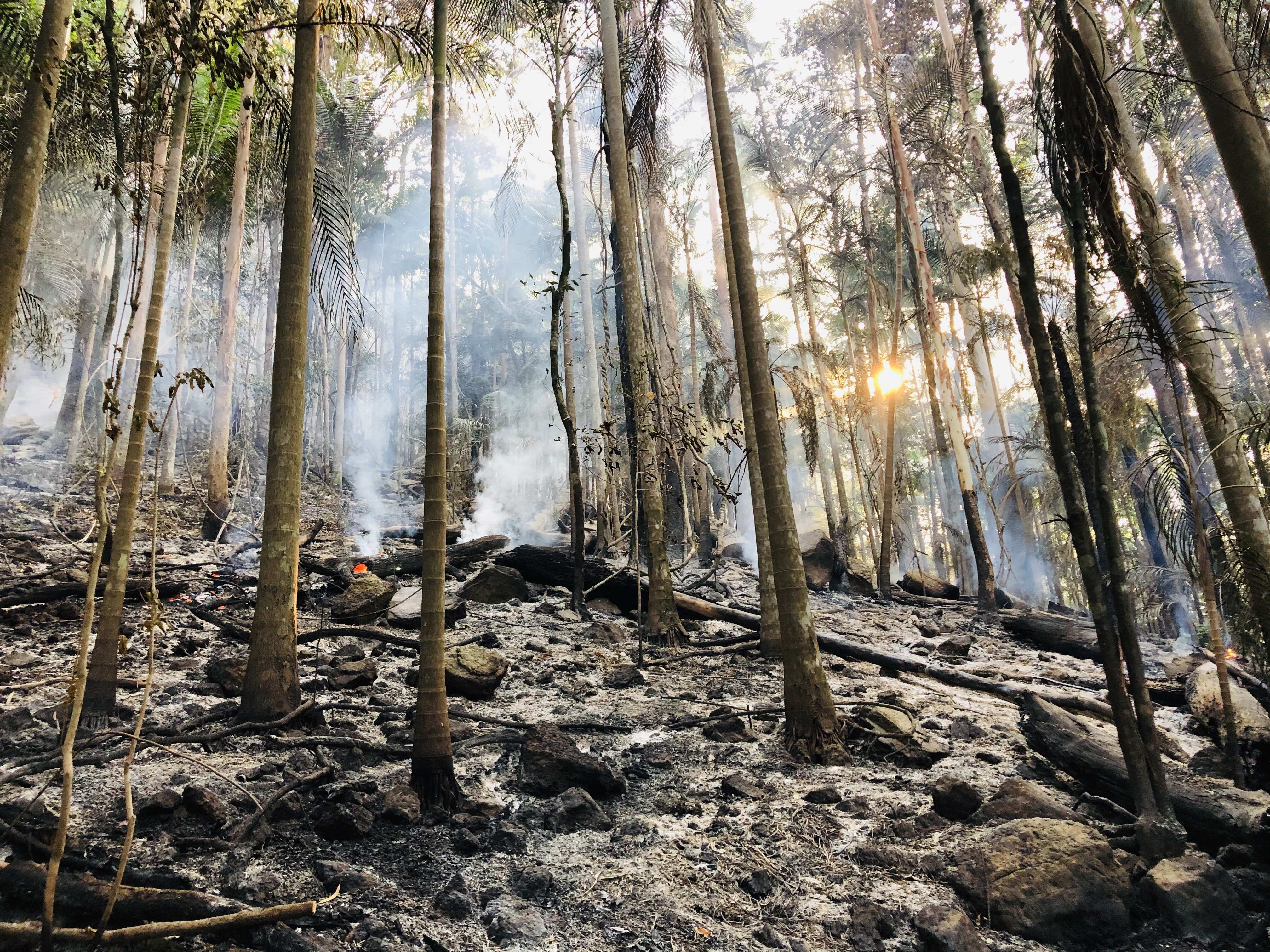 Introducing the bushfire recovery project - Rainforest Rangers