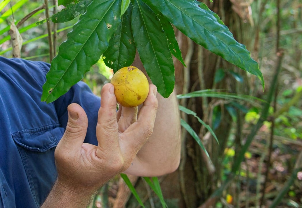 Interesting, endemic and threatened plant species of the Daintree ...