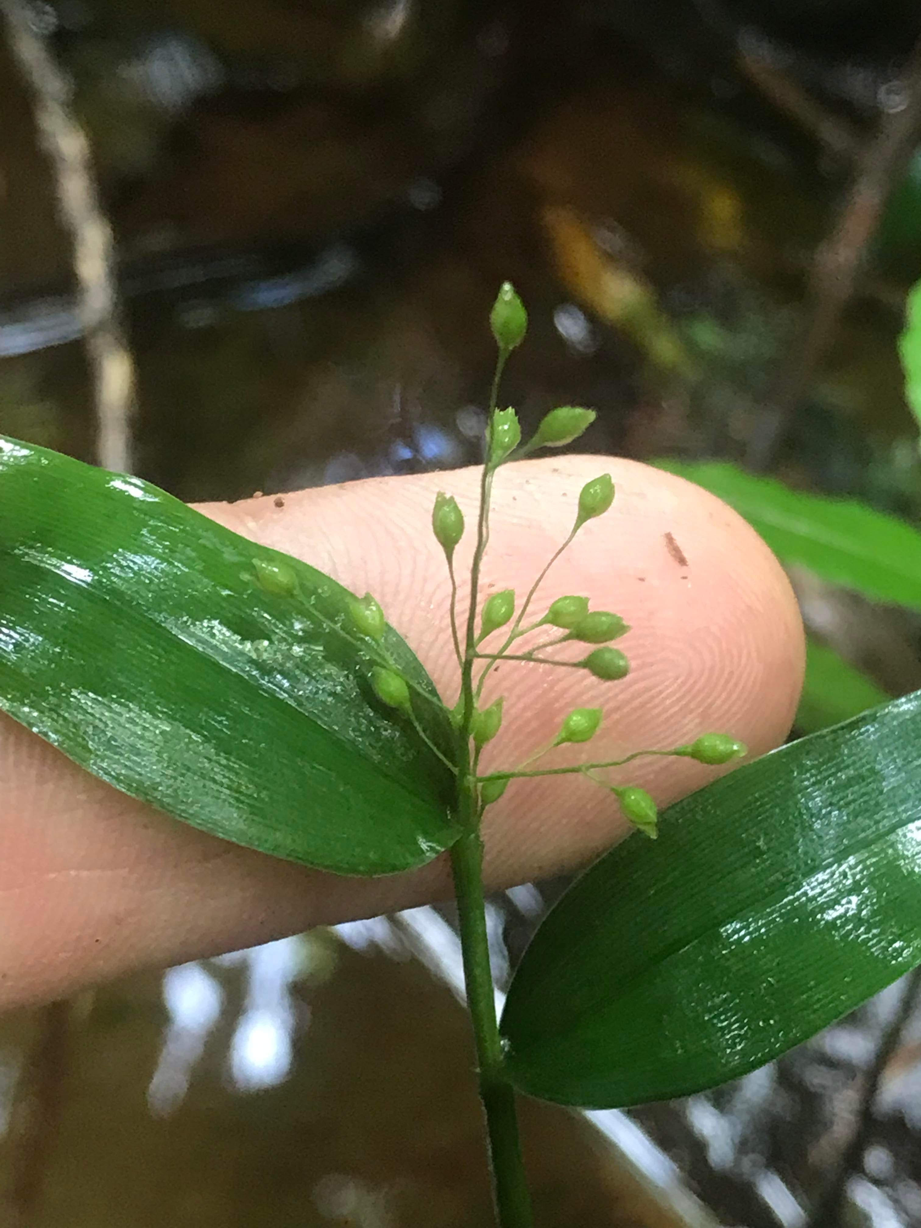 Interesting, endemic and threatened plant species of the Daintree ...