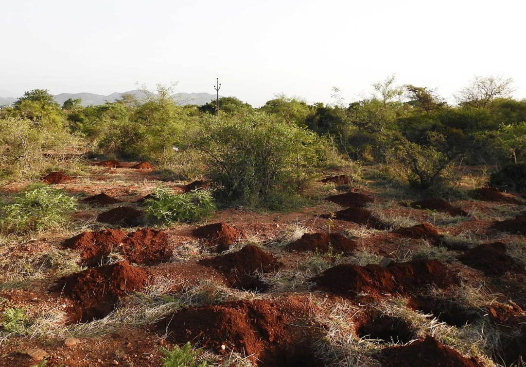 Restoring Arunachala - Rainforest Rangers