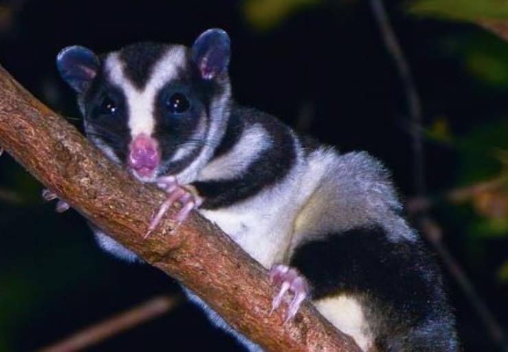 Possum Ridge: A Climate Refuge for Threatened Species