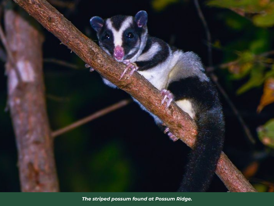 Why the name 'Possum Ridge'?