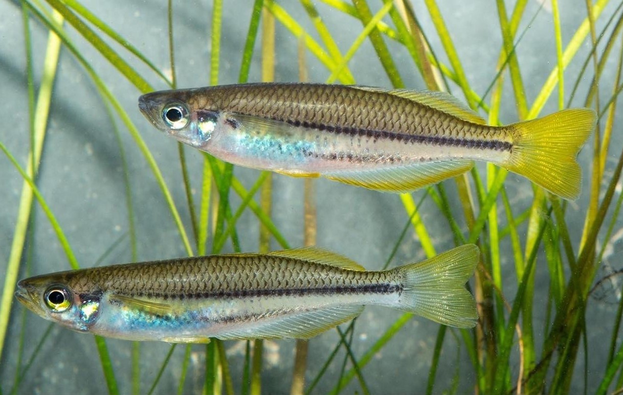 Survey identifies the Critically Endangered Daintree Rainbow Fish ...