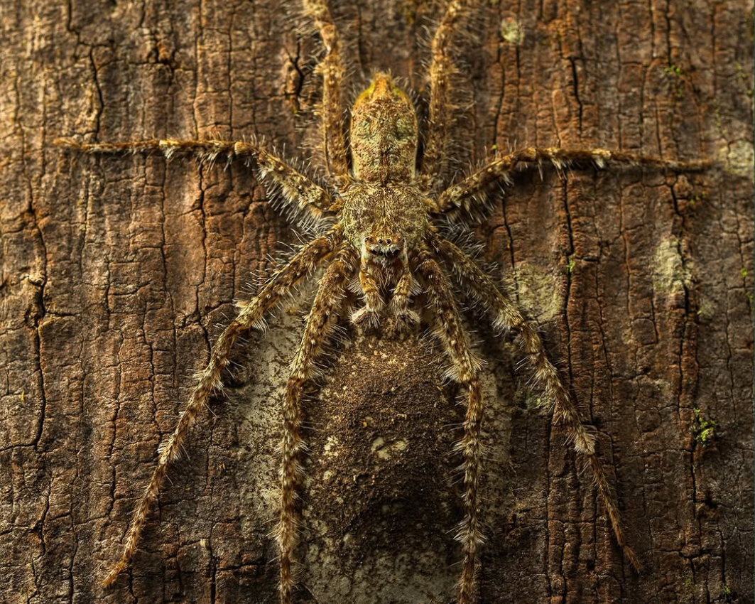 Lichen huntsman spider - Save the Daintree