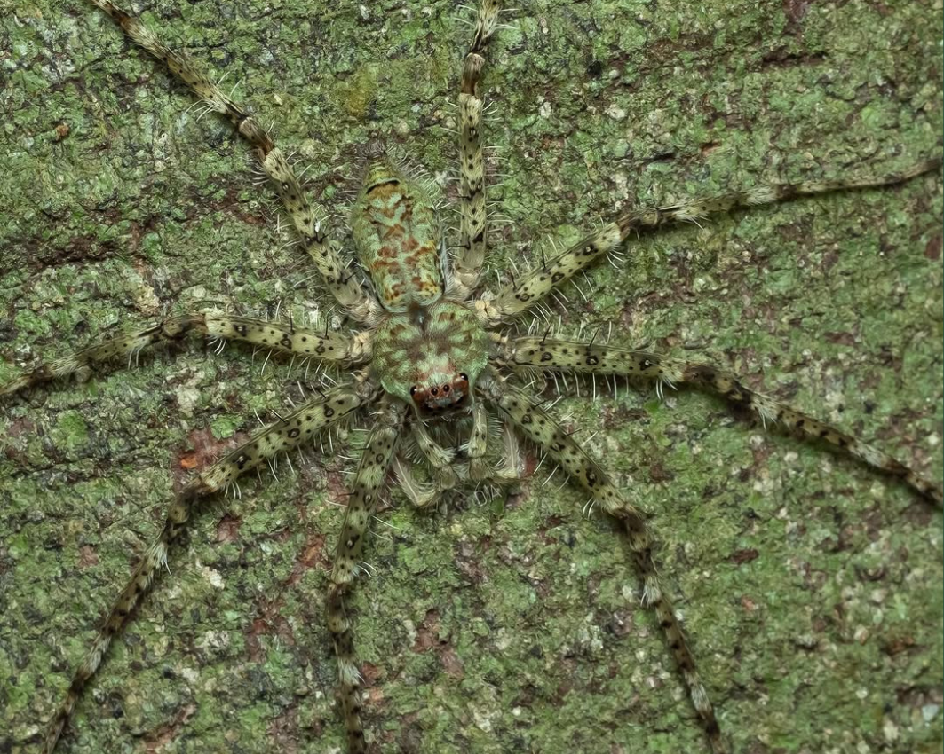 Lichen huntsman spider - Save the Daintree