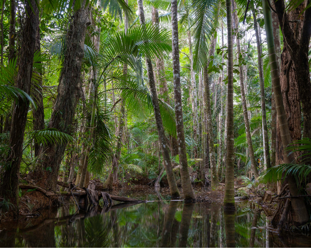 Why protecting the Daintree rainforest matters more than ever - Save ...