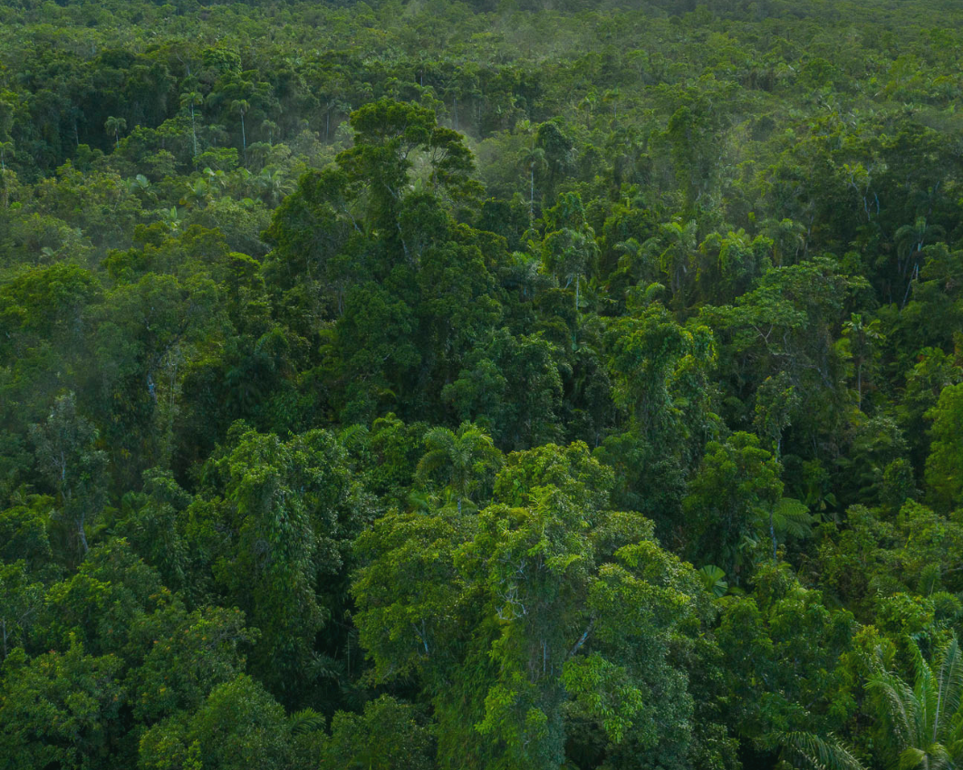 Why protecting the Daintree rainforest matters more than ever - Save ...