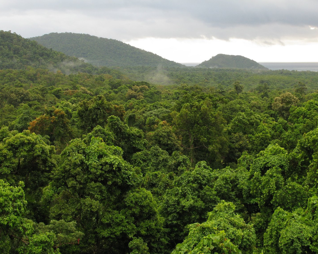 Fragmentation: The Biggest Threat to the Daintree - Save the Daintree