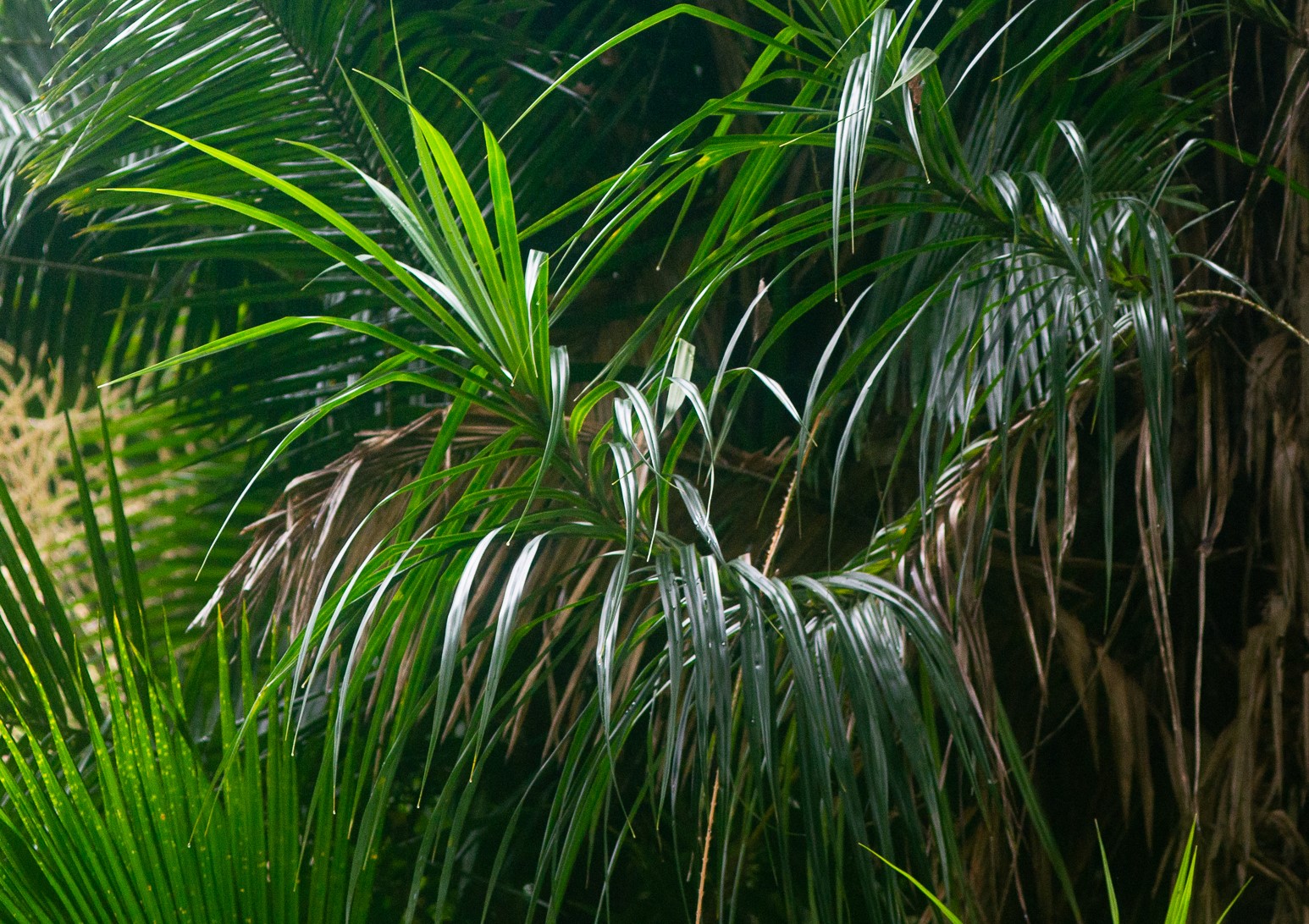 Survey of Daintree's Lot 26 finds five threatened plants - Rainforest 4