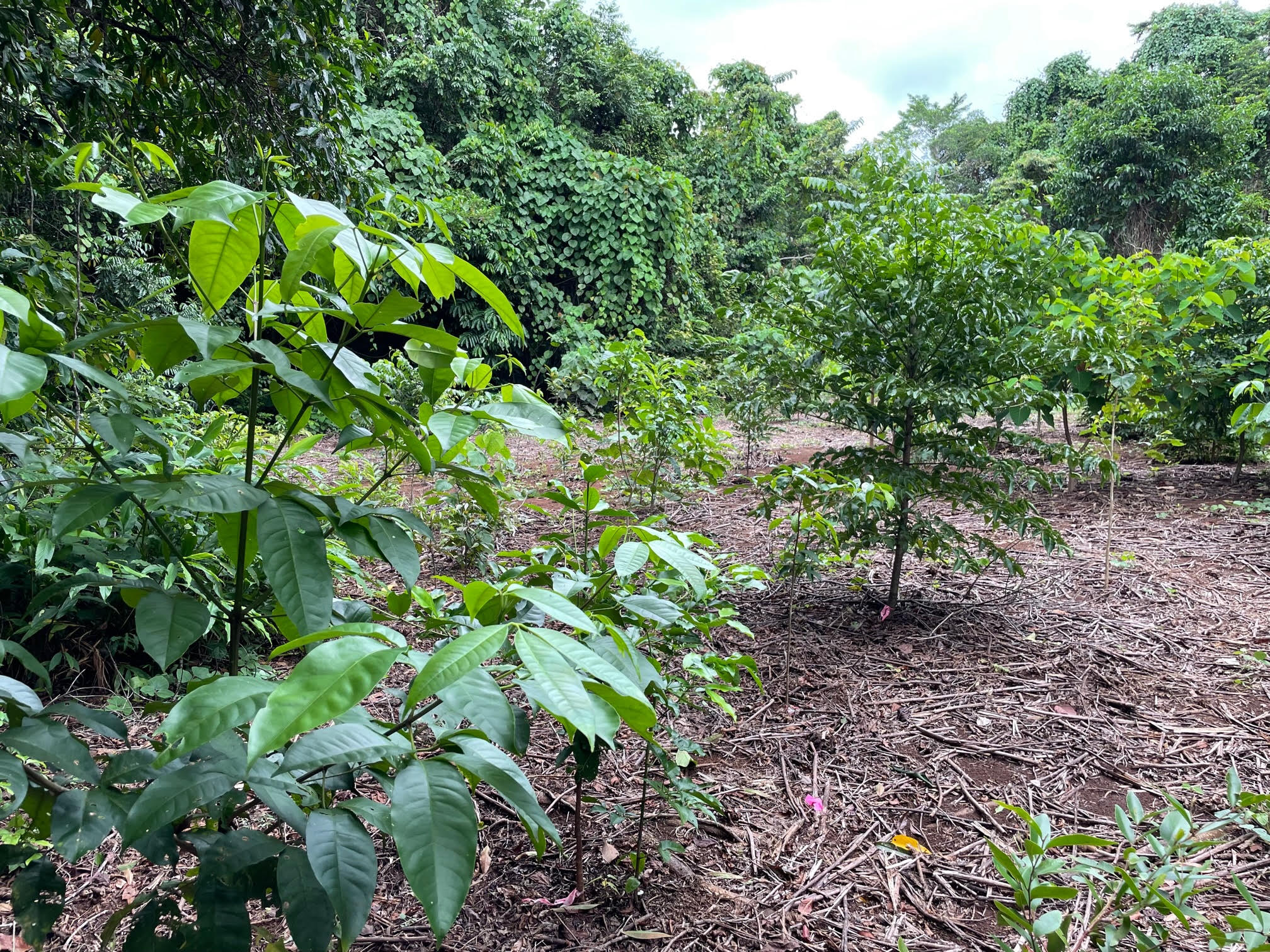 Daintree rainforest restoration and ongoing care - Rainforest Rangers