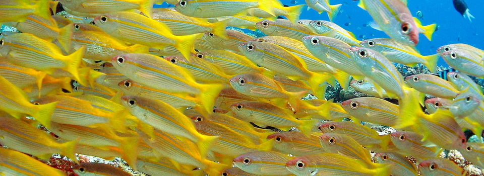 Our Team - Reef Check Australia