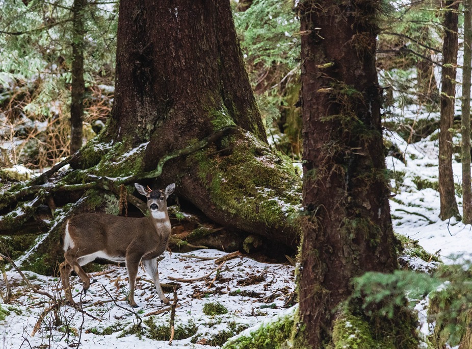 The Tongass National Forest