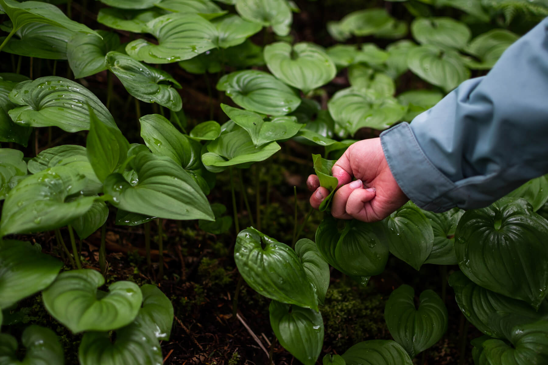 Reflecting on the 4 H's – Hands