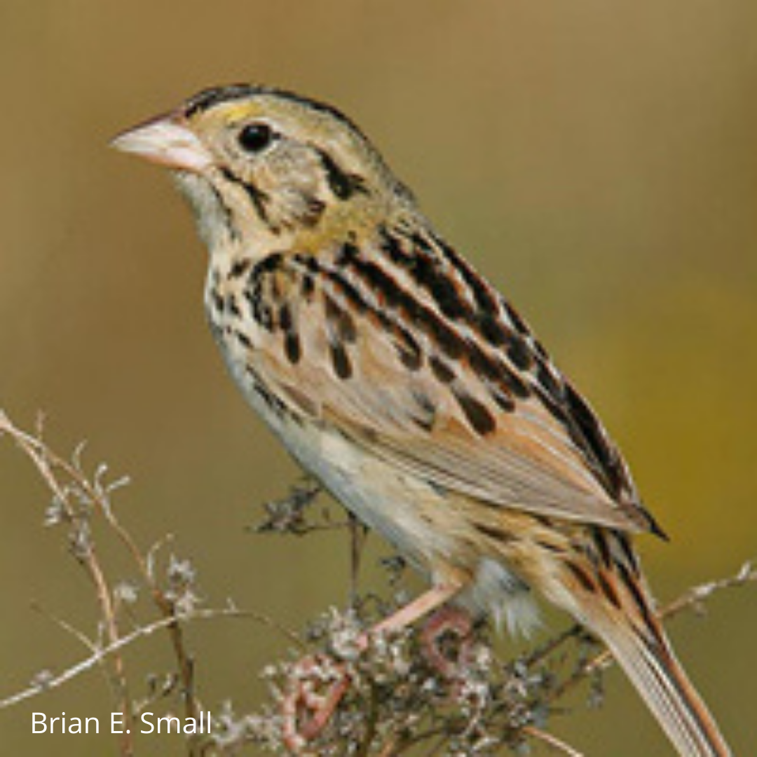 Henslows Sparrow - South Shore Joint Initiative