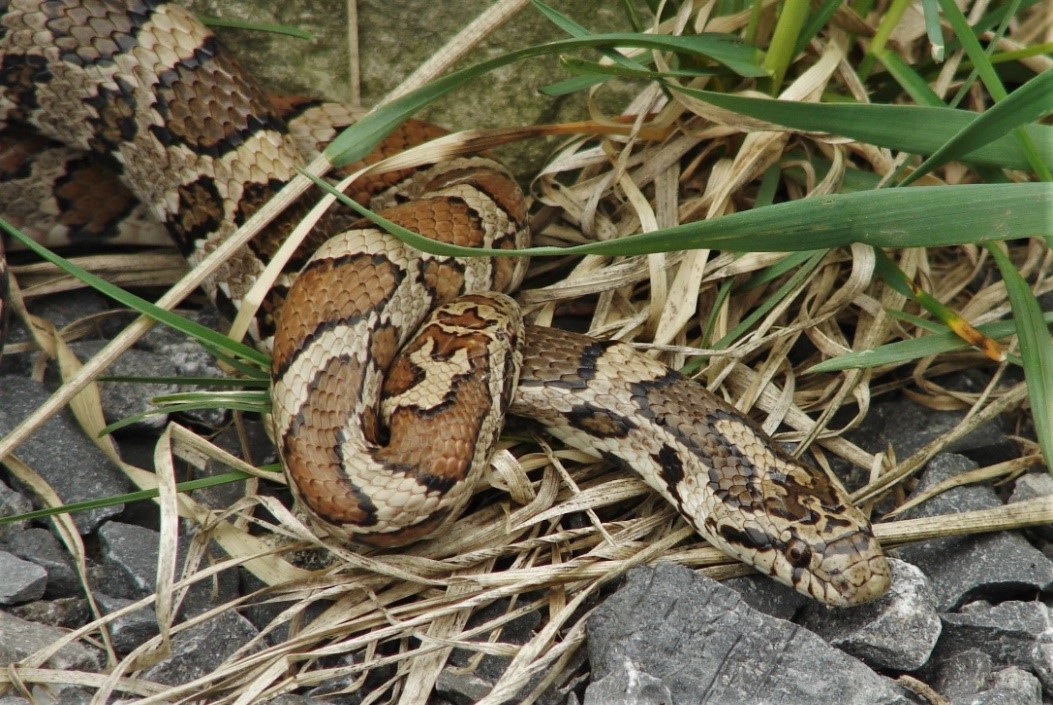 Milksnake - South Shore Joint Initiative