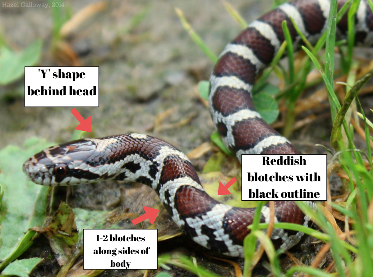 Milksnake - South Shore Joint Initiative