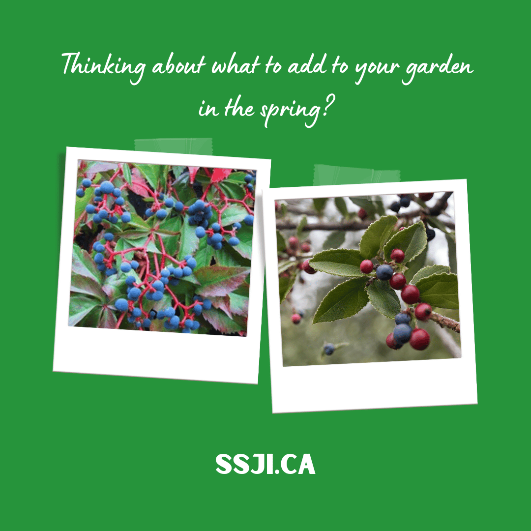 Native Berries - South Shore Joint Initiative