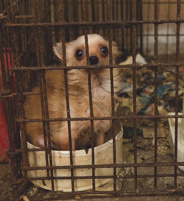 108 Texas Retail Pet Stores from 74 Companies Support Ethical Pet Sales ...