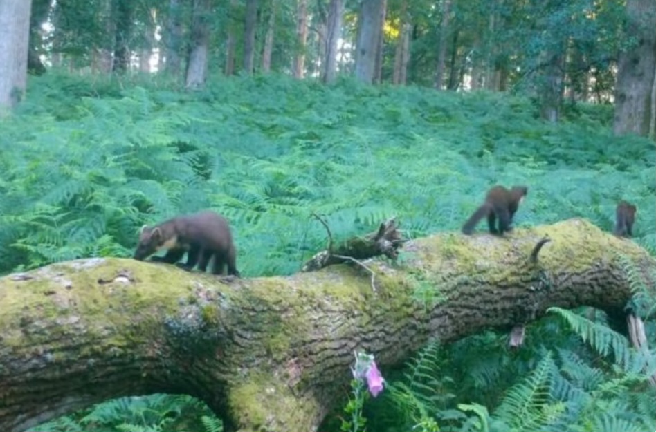 Rare animal returns to the New Forest - Animal Rescue Society