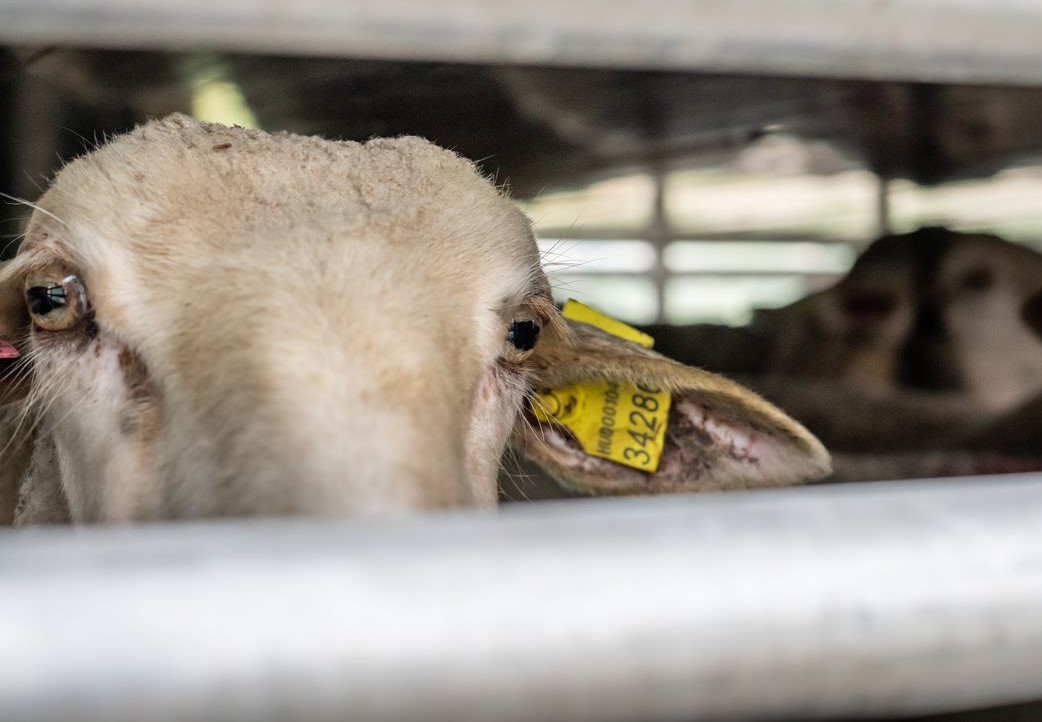 Live animal exports shipped abroad from the UK set to be banned ...
