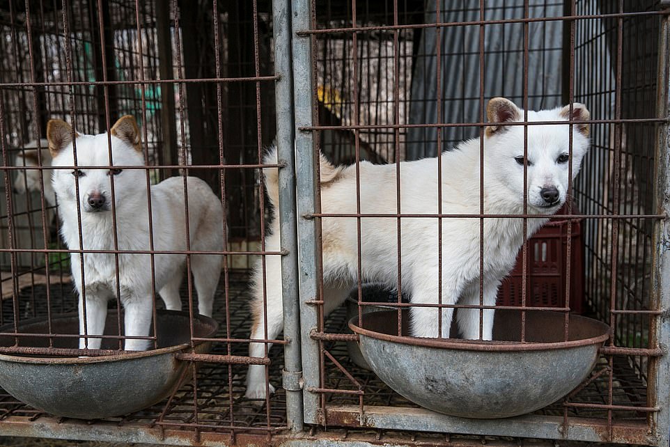 Dogs destined to be EATEN in South Korea are saved following months ...