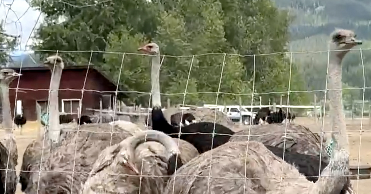 Convoy heads to B.C. ostrich farm to save healthy flock from CFIA cull ...