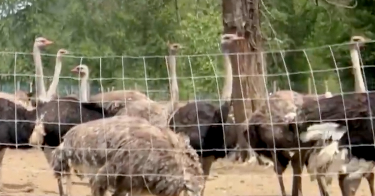 Cull order for B.C. ostrich farm delayed a month pending appeal - Rebel ...