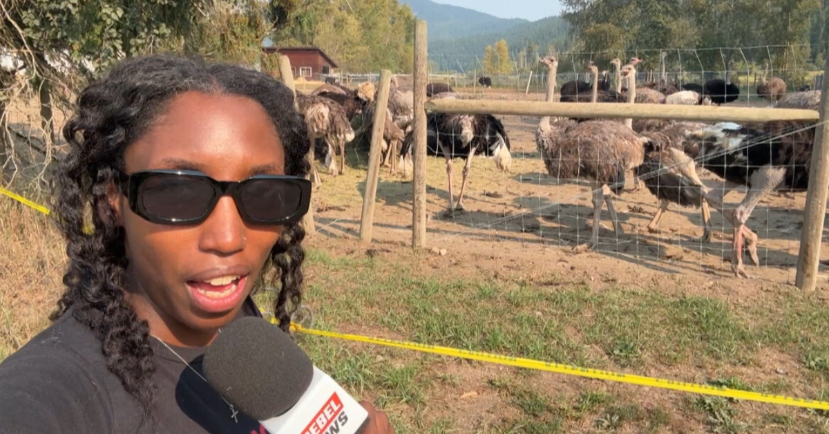 Ostrich massacre still looms as CFIA chooses slaughter over science ...