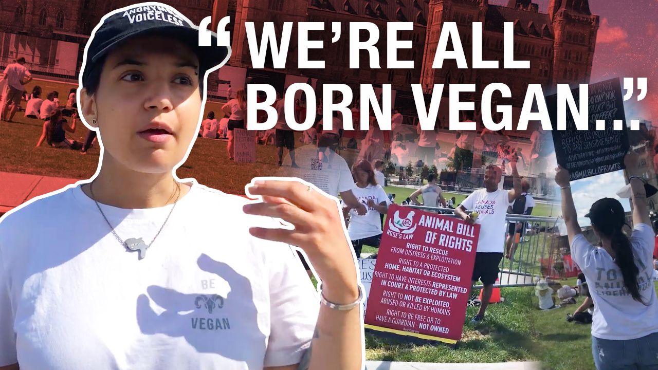 Meat haters gather on Parliament Hill to protest in favour of veganism ...