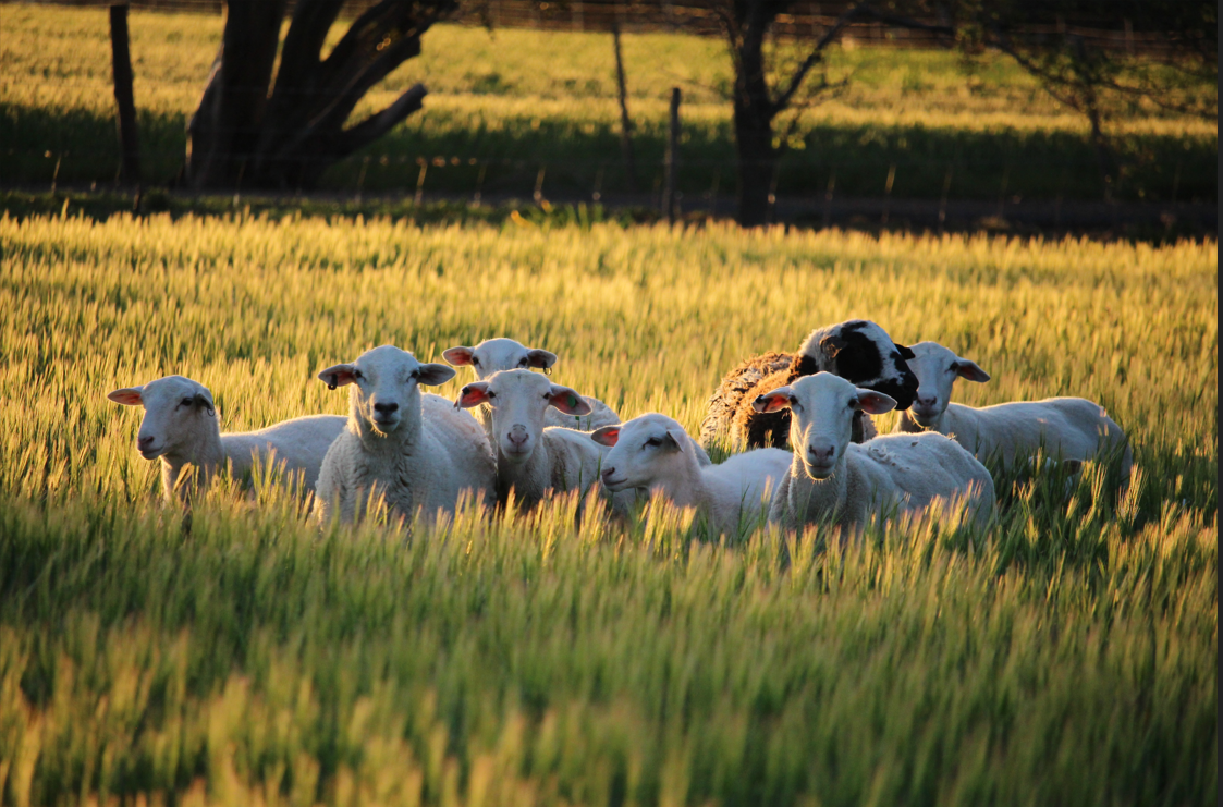 2025 BARKER’S BEST PHOTO COMPETITION NOW OPEN - Tony Pasin MP