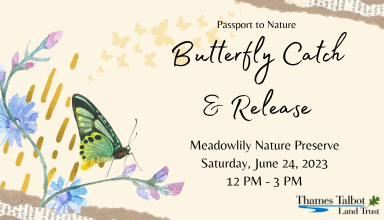 Passport to Nature: Butterfly Catch and Release - Thames Talbot Land Trust