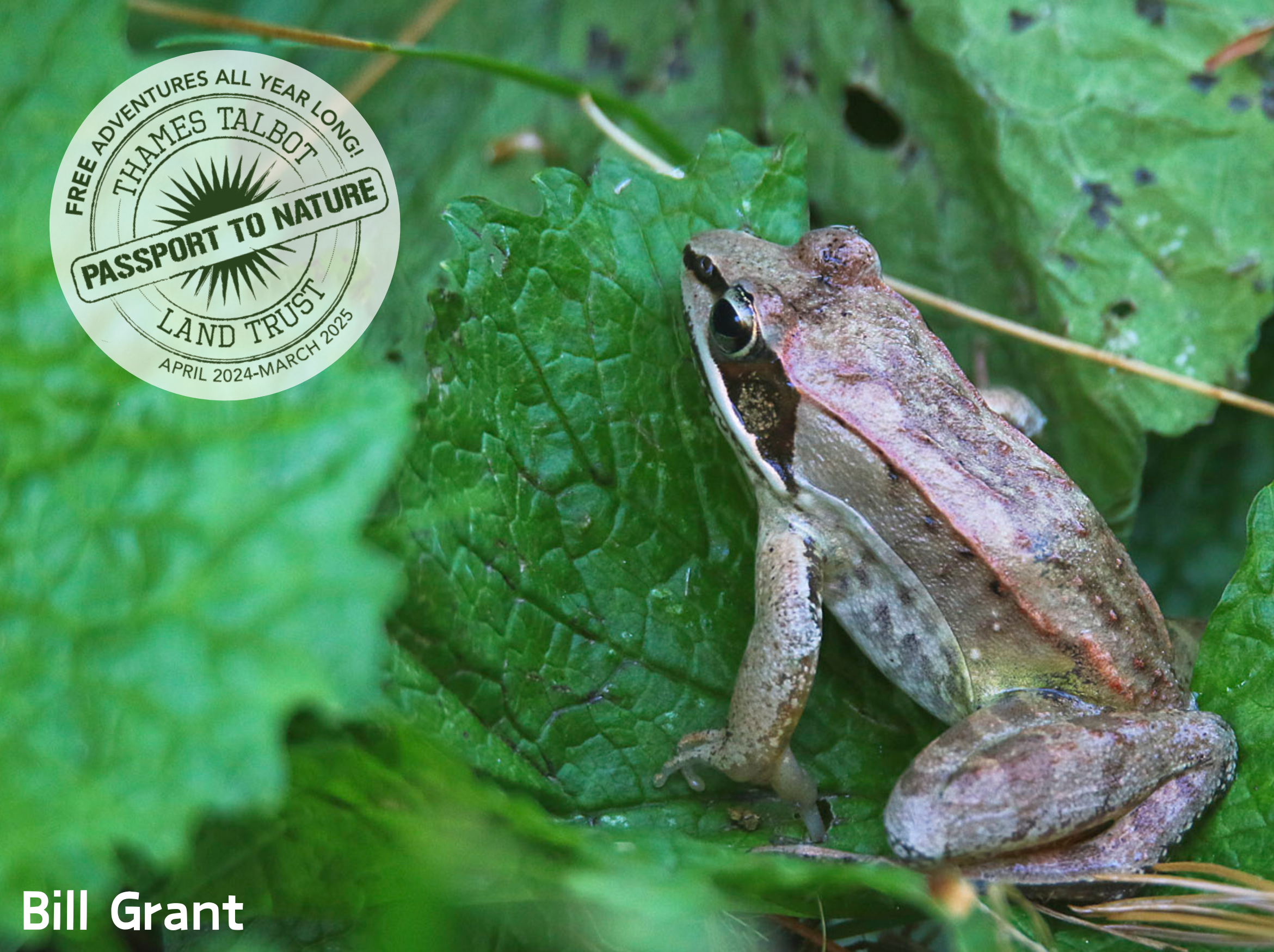 Passport to Nature: Reptile and Amphibian Search - Thames Talbot Land Trust