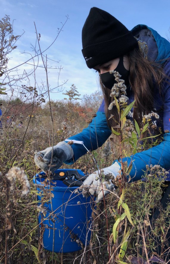 Volunteer Opportunity: Seed Collecting - Thames Talbot Land Trust