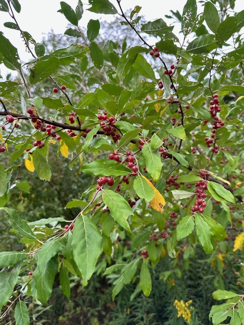 Volunteer Opportunity: Woody Invasives Removal - Thames Talbot Land Trust