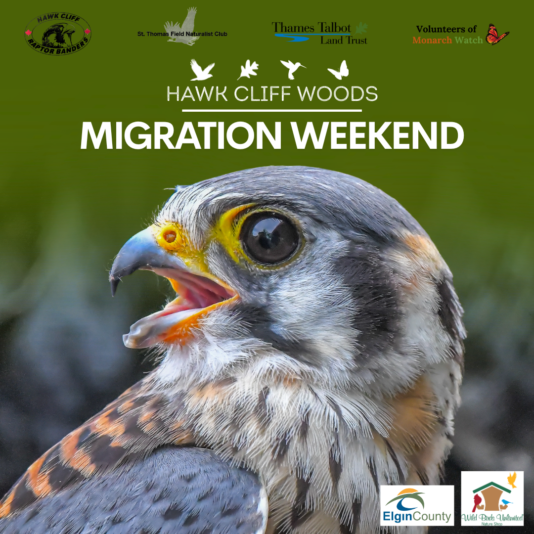 Hawk Cliff Woods Migration Weekend 2025 - Thames Talbot Land Trust