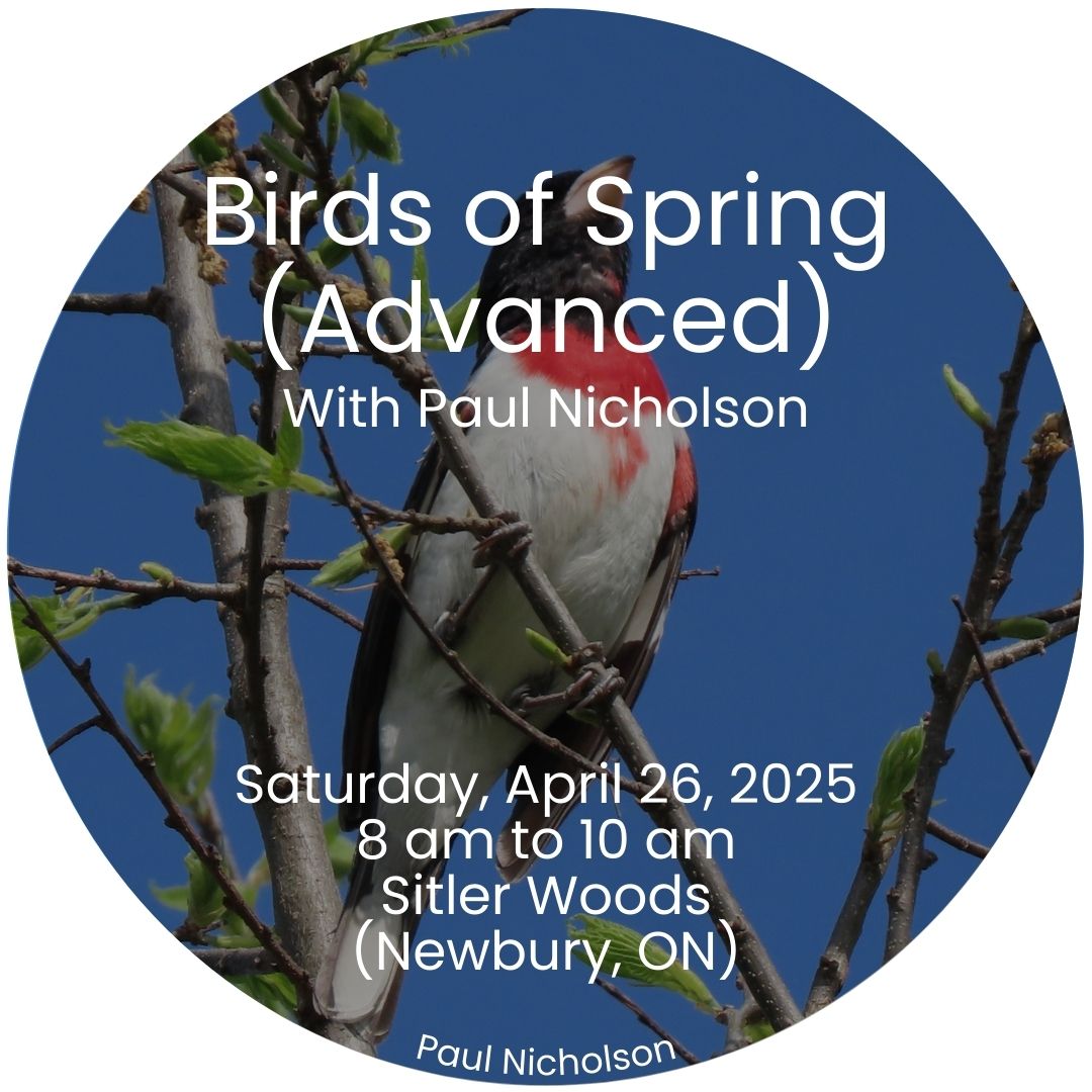 Passport to Nature 2025: Birds of Spring (Advanced) - Thames Talbot ...