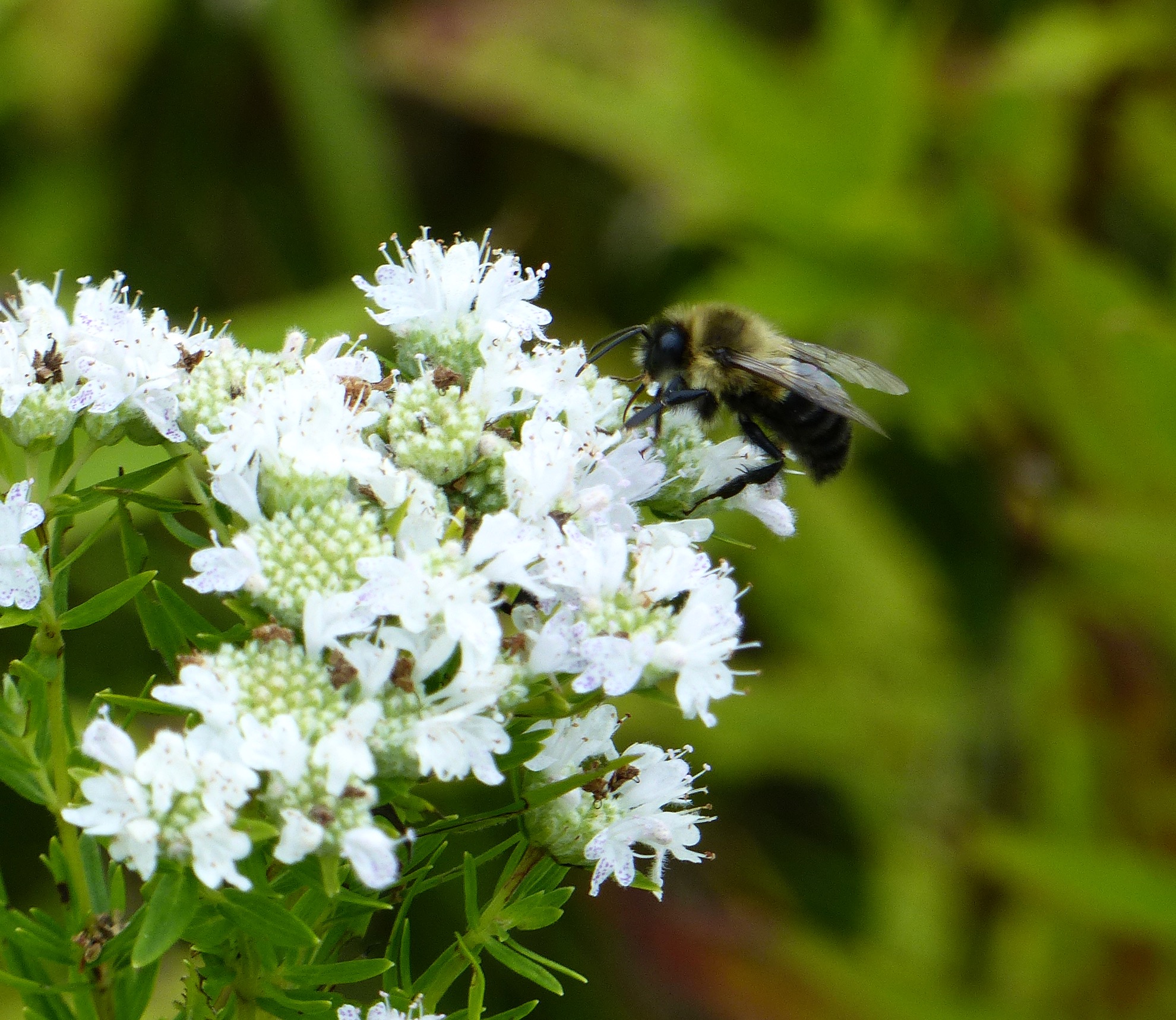 Volunteer Opportunity: Gardening at Wardsville Woods - Thames Talbot ...