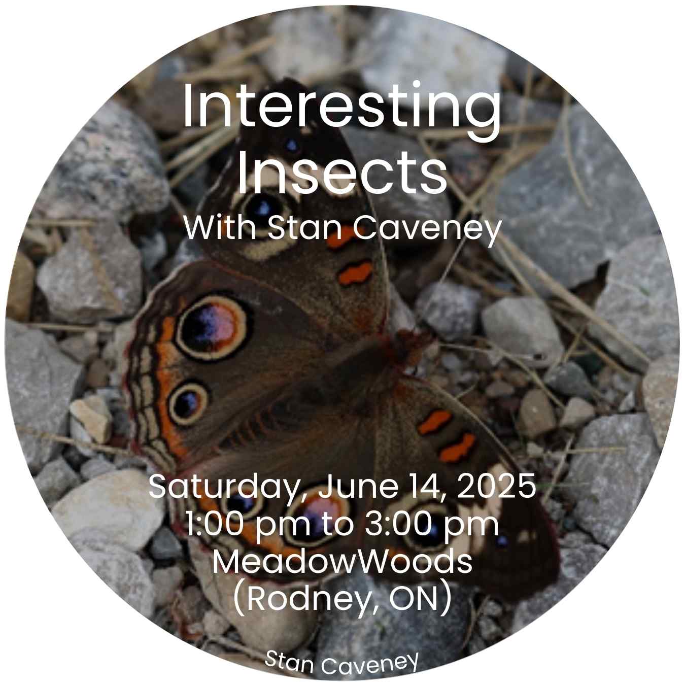 Passport to Nature 2025: Interesting Insects - Thames Talbot Land Trust